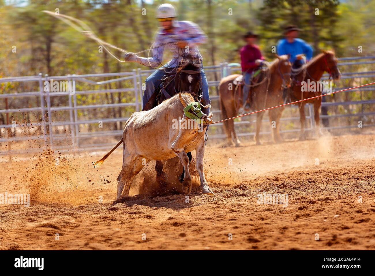Rodeo - calf roping a young animal by cowboys on horseback - a ...