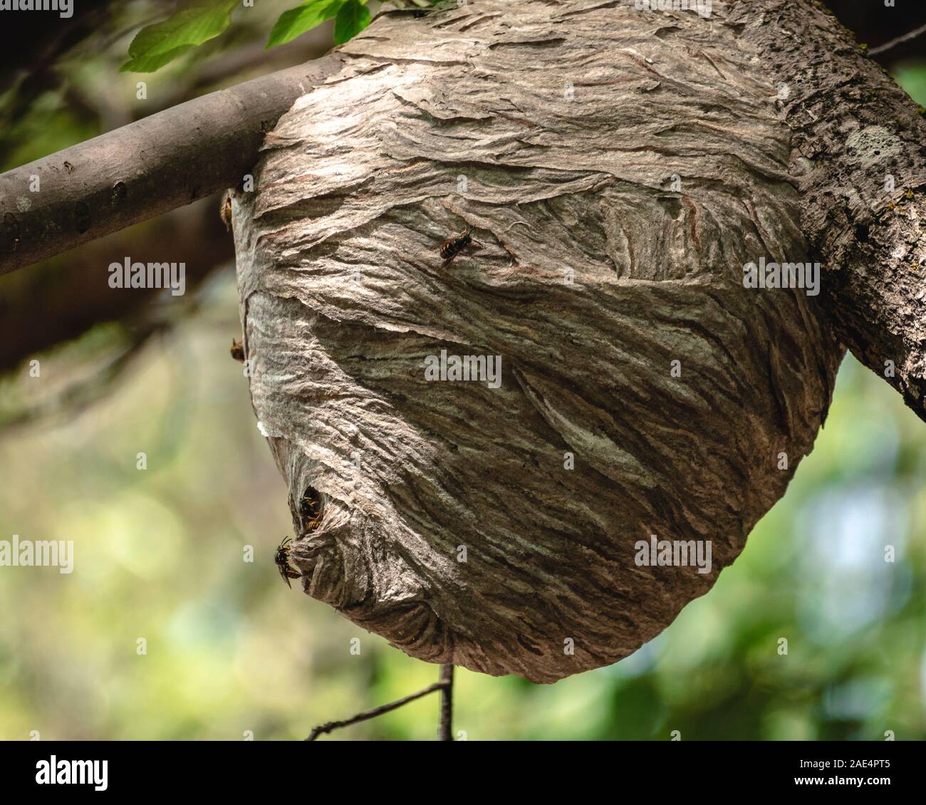 Bee hive branch hi-res stock photography and images - Alamy Bee hive branch hi-res stock photography and images - Alamy