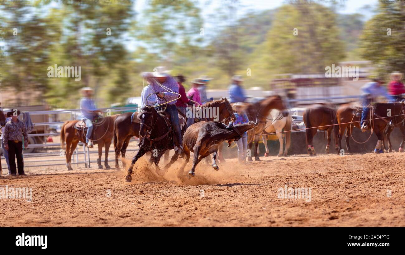 Rodeo - calf roping a young animal by cowboys on horseback - a ...