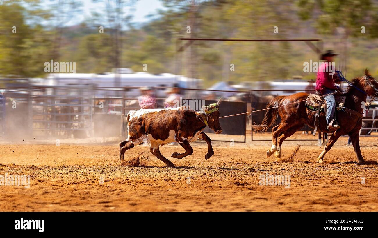 Rodeo - calf roping a young animal by cowboys on horseback - a ...