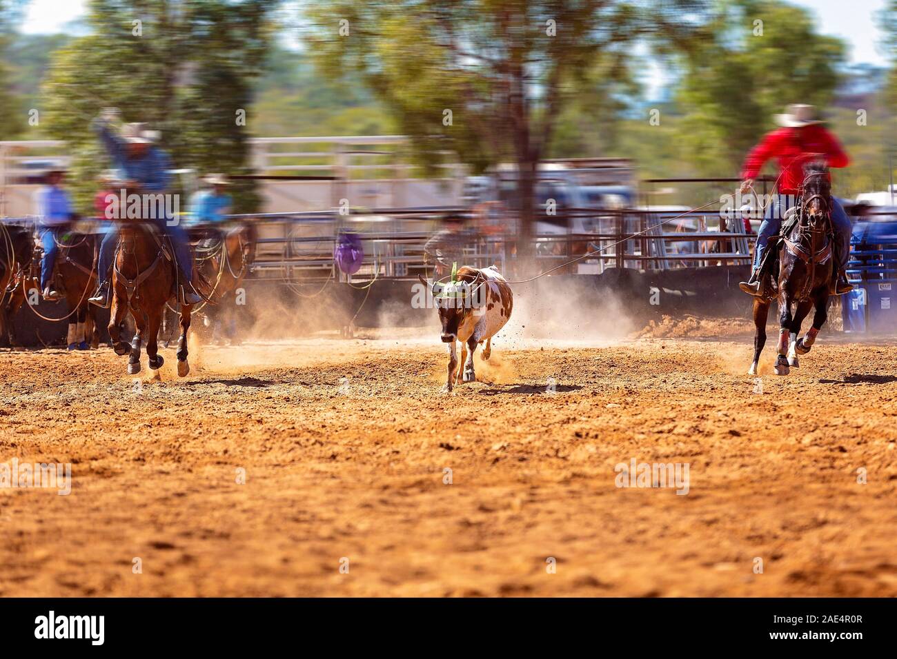Rodeo - calf roping a young animal by cowboys on horseback - a ...