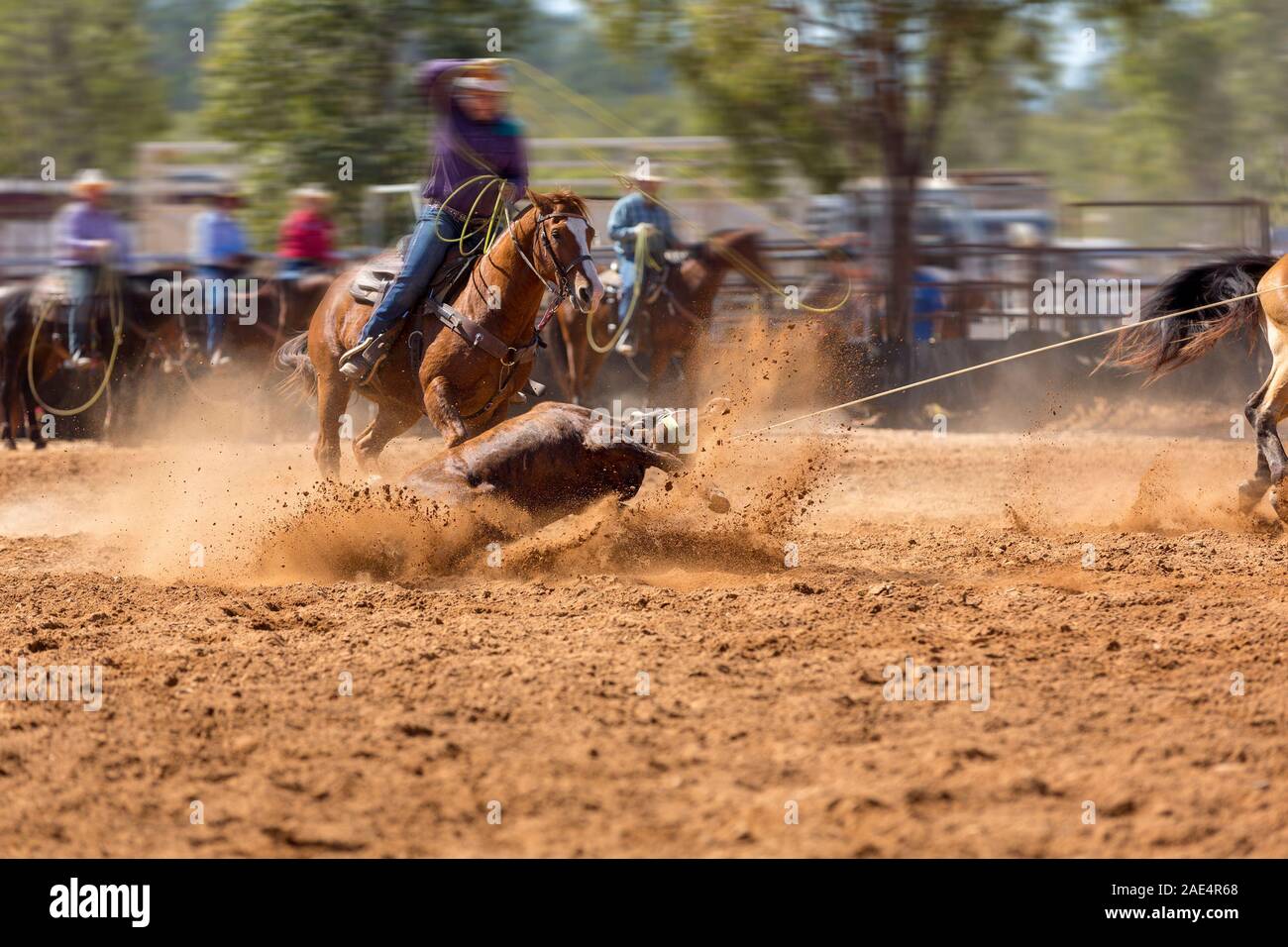 Rodeo - team calf roping a young animal by cowboys on horseback - a ...