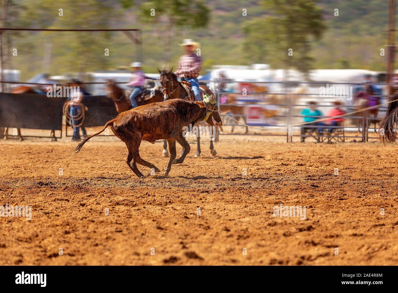 Rodeo - team calf roping a young animal by cowboys on horseback - a ...