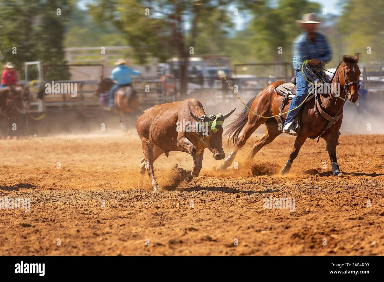 Rodeo - team calf roping a young animal by cowboys on horseback - a ...