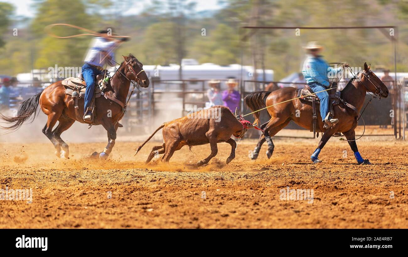 Cowboy lassoing bull hi-res stock photography and images - Alamy
