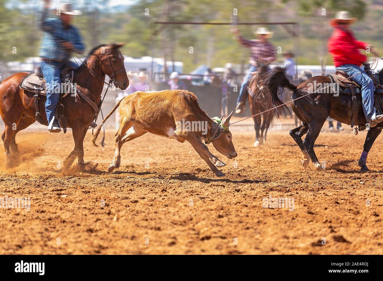 Cowboy lassoing bull hi-res stock photography and images - Alamy