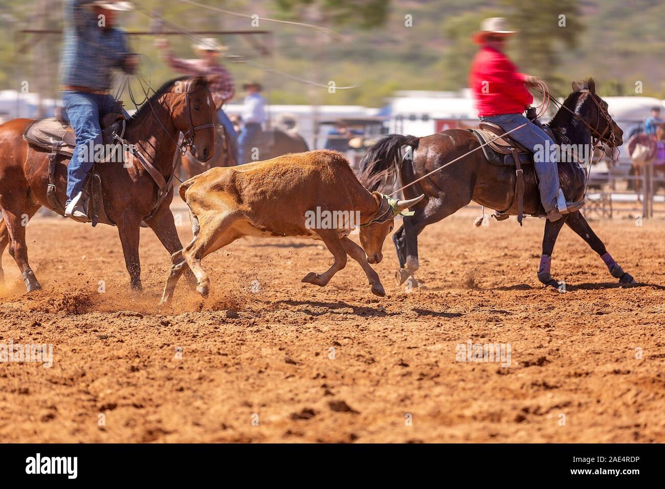 Rodeo - team calf roping a young animal by cowboys on horseback - a ...