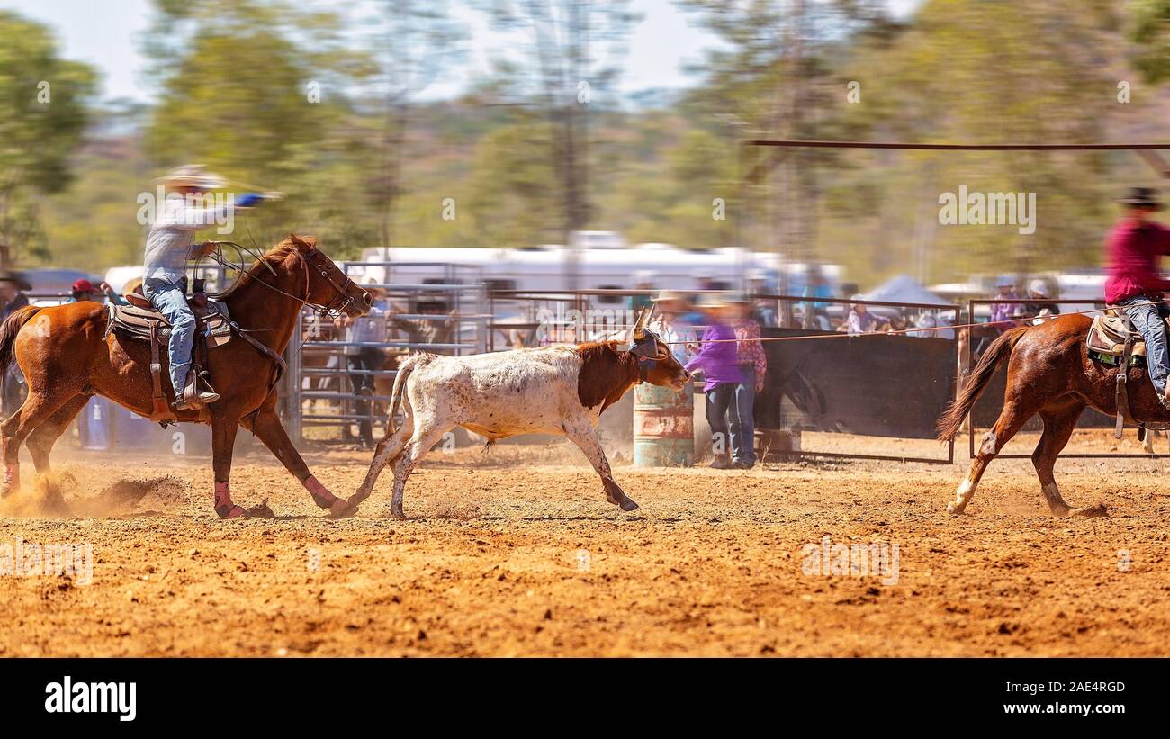 Cowboy lassoing bull hi-res stock photography and images - Alamy
