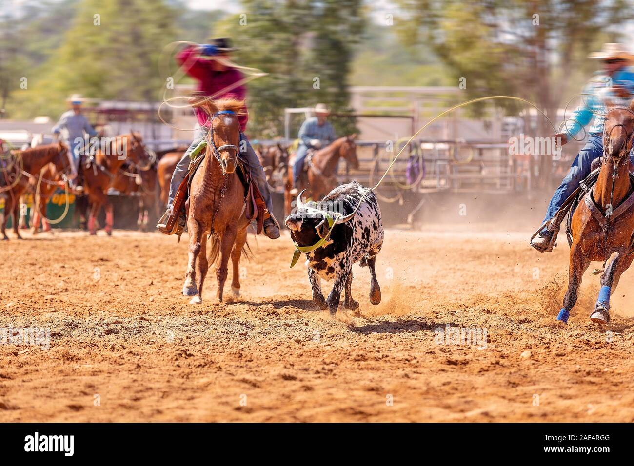 Rodeo - team calf roping a young animal by cowboys on horseback - a ...