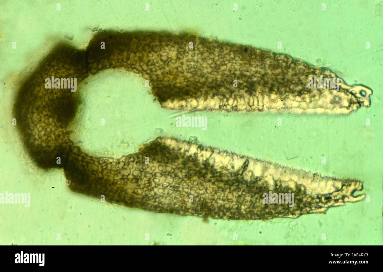 Micro organisms microscope hi-res stock photography and images - Alamy