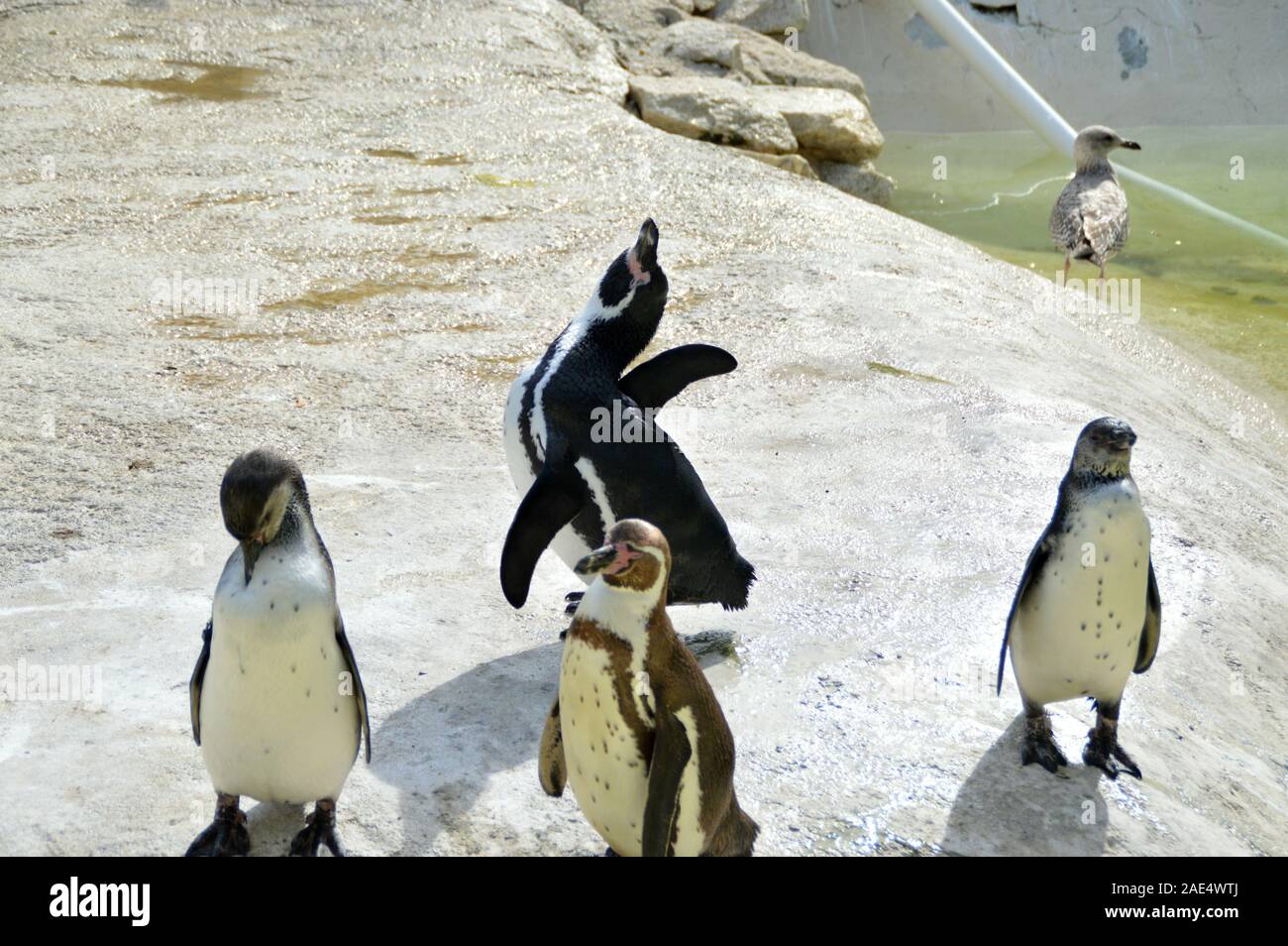 Dancingpenguin hi-res stock photography and images - Alamy