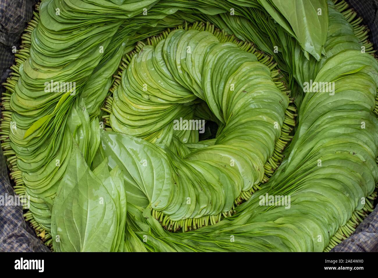 Betel leaves,usually consumed with areca nut, found arranged artfully ...