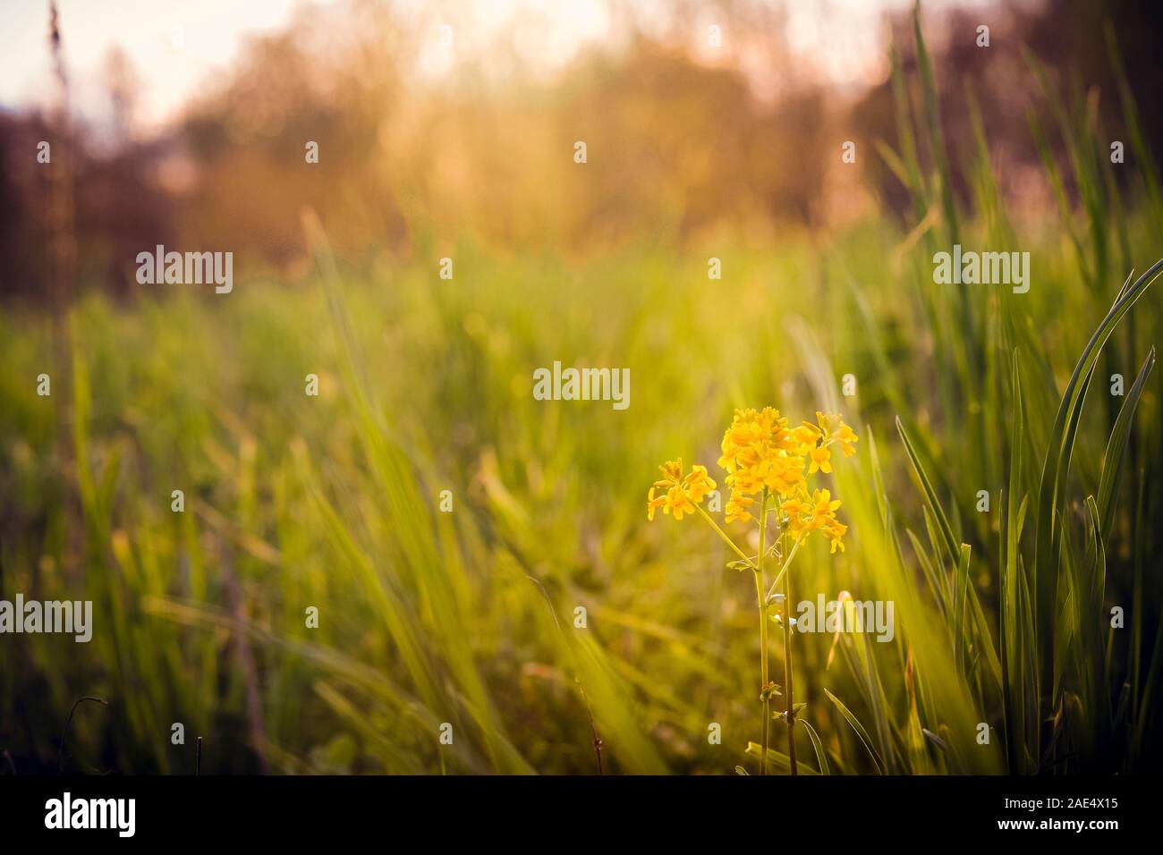 A Single Yellow Wildflower in a Field of Grass Stock Photo - Alamy