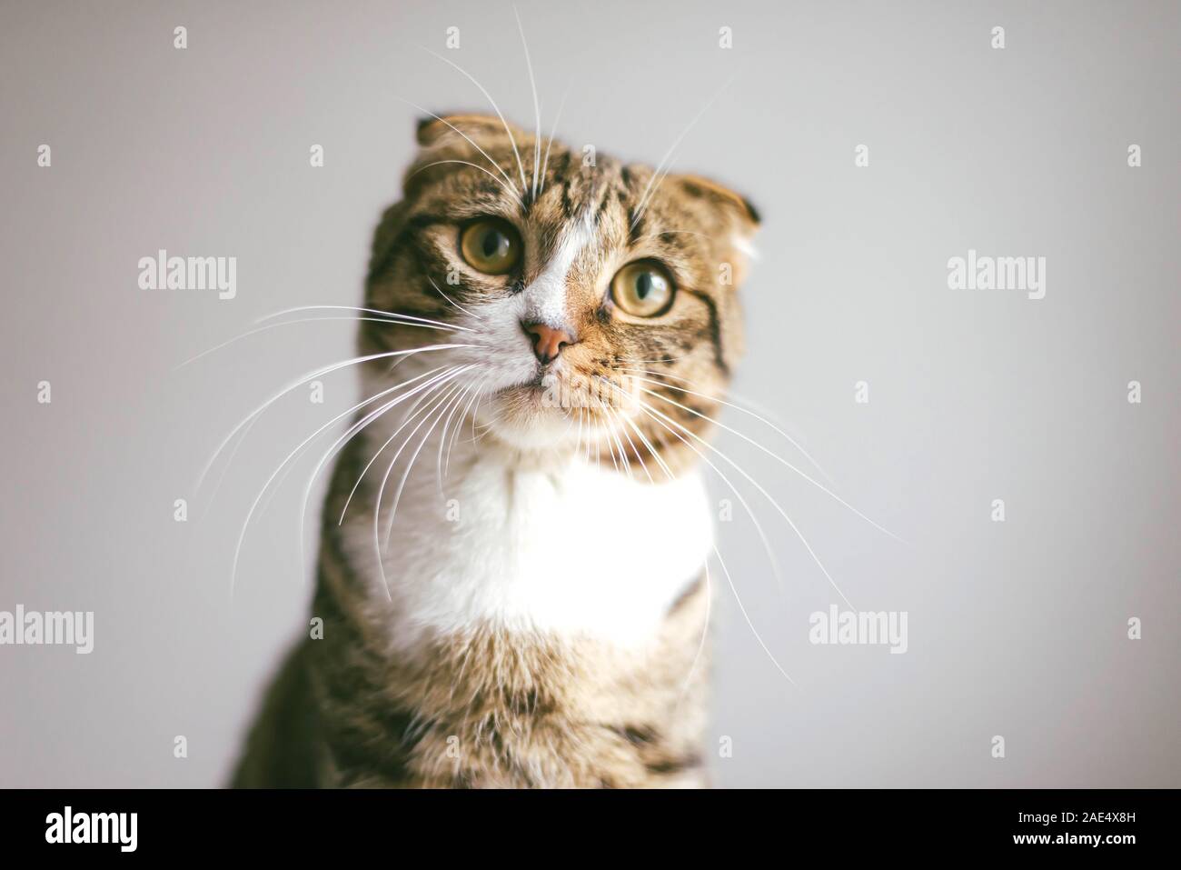 Domestic kitten side view head hi-res stock photography and images - Alamy