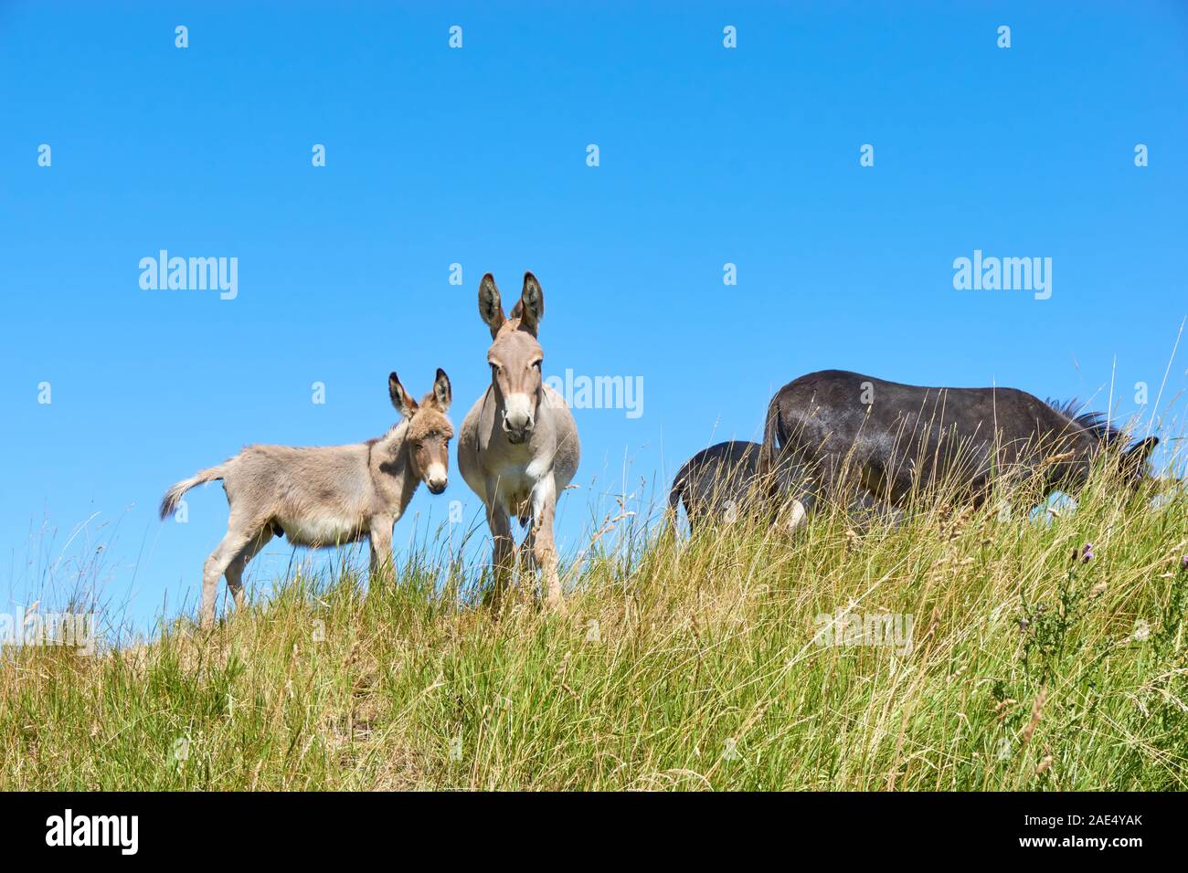 Female donkey hi-res stock photography and images - Alamy