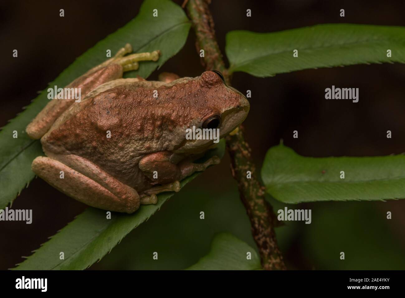 Sierra tree frog (Pseudacris sierra) from Point Reyes National seashore ...