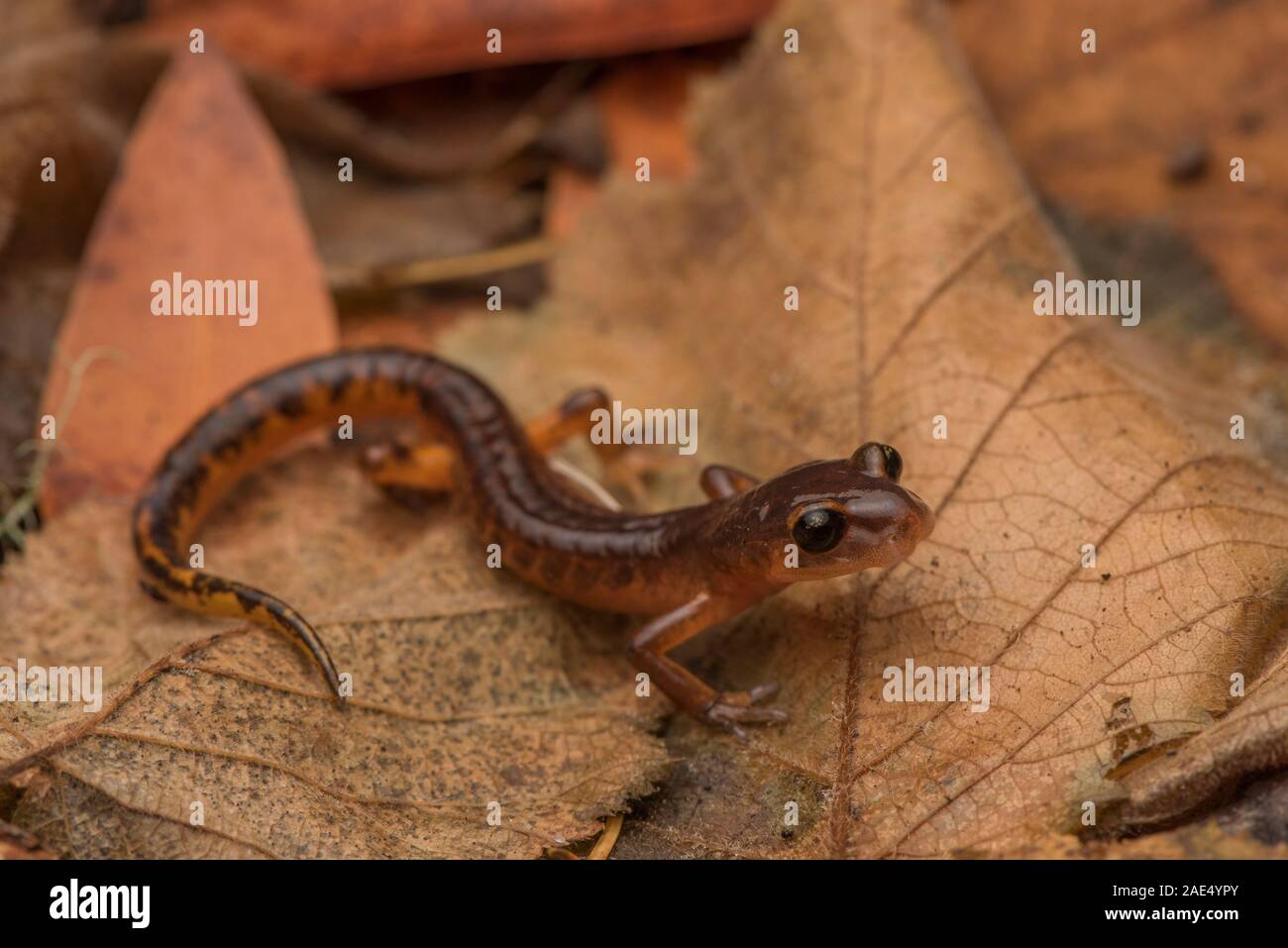 A subspecies of Ensatina (Ensatina eschscholtzii oregonensis) from the ...