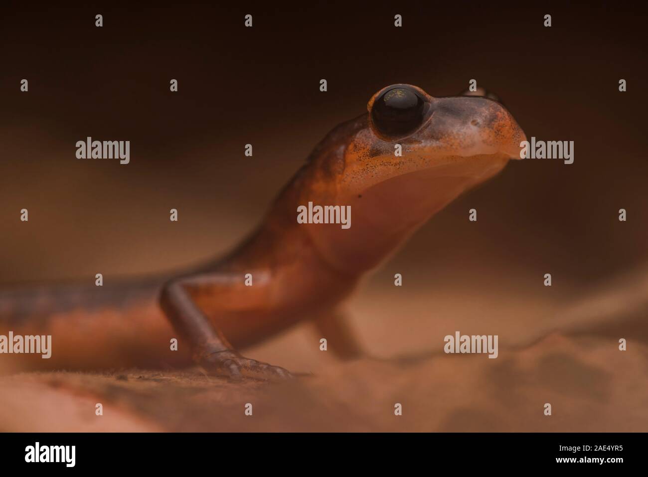 A subspecies of Ensatina (Ensatina eschscholtzii oregonensis) from the ...