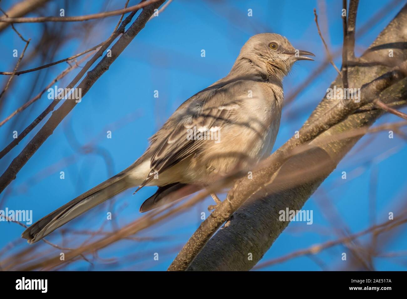 Profile view of a Northern Mockingbird Raleigh, North Carolina Stock ...