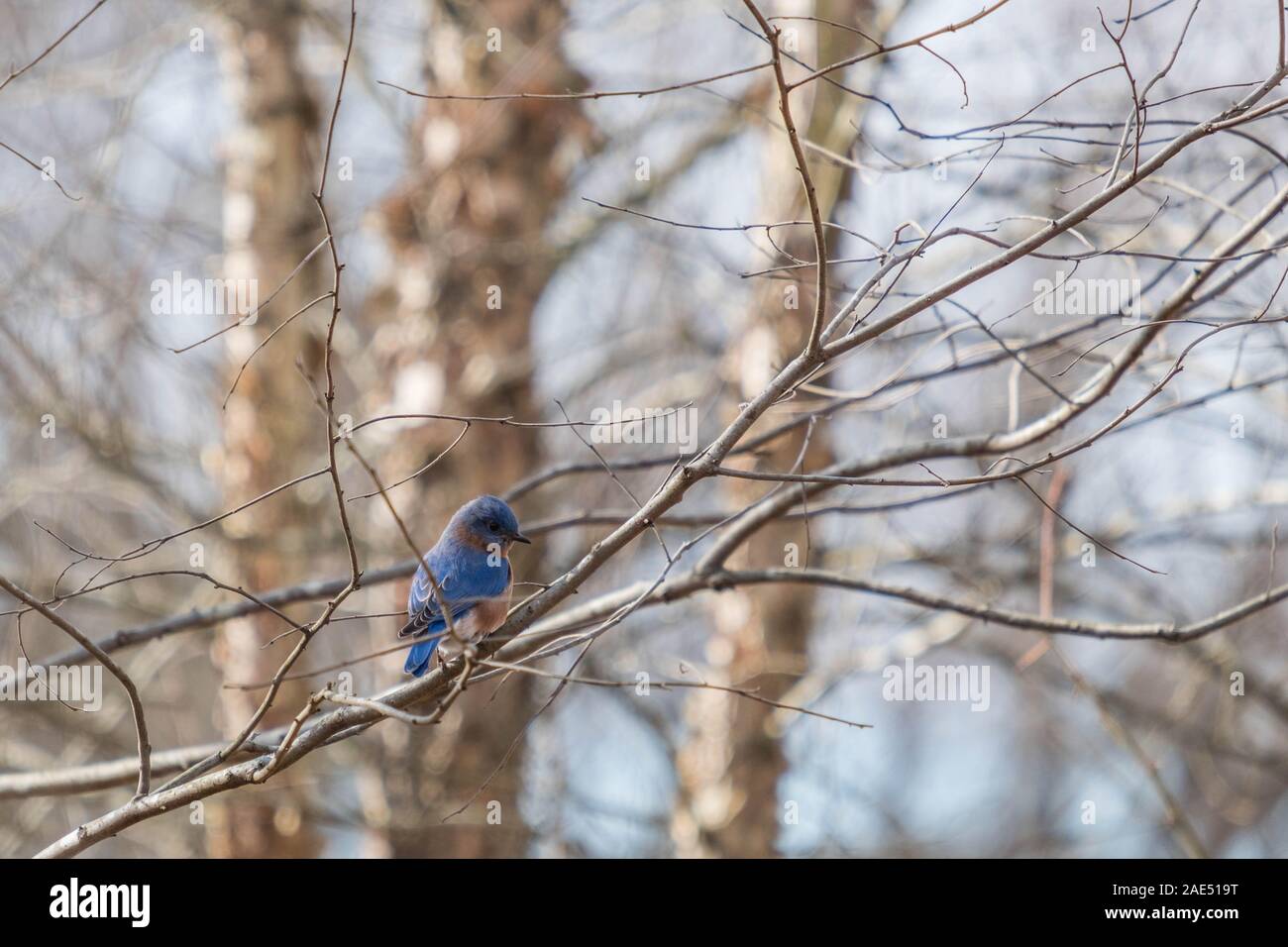 A vividly colored Eastern Bluebird stands our among the dull forest ...