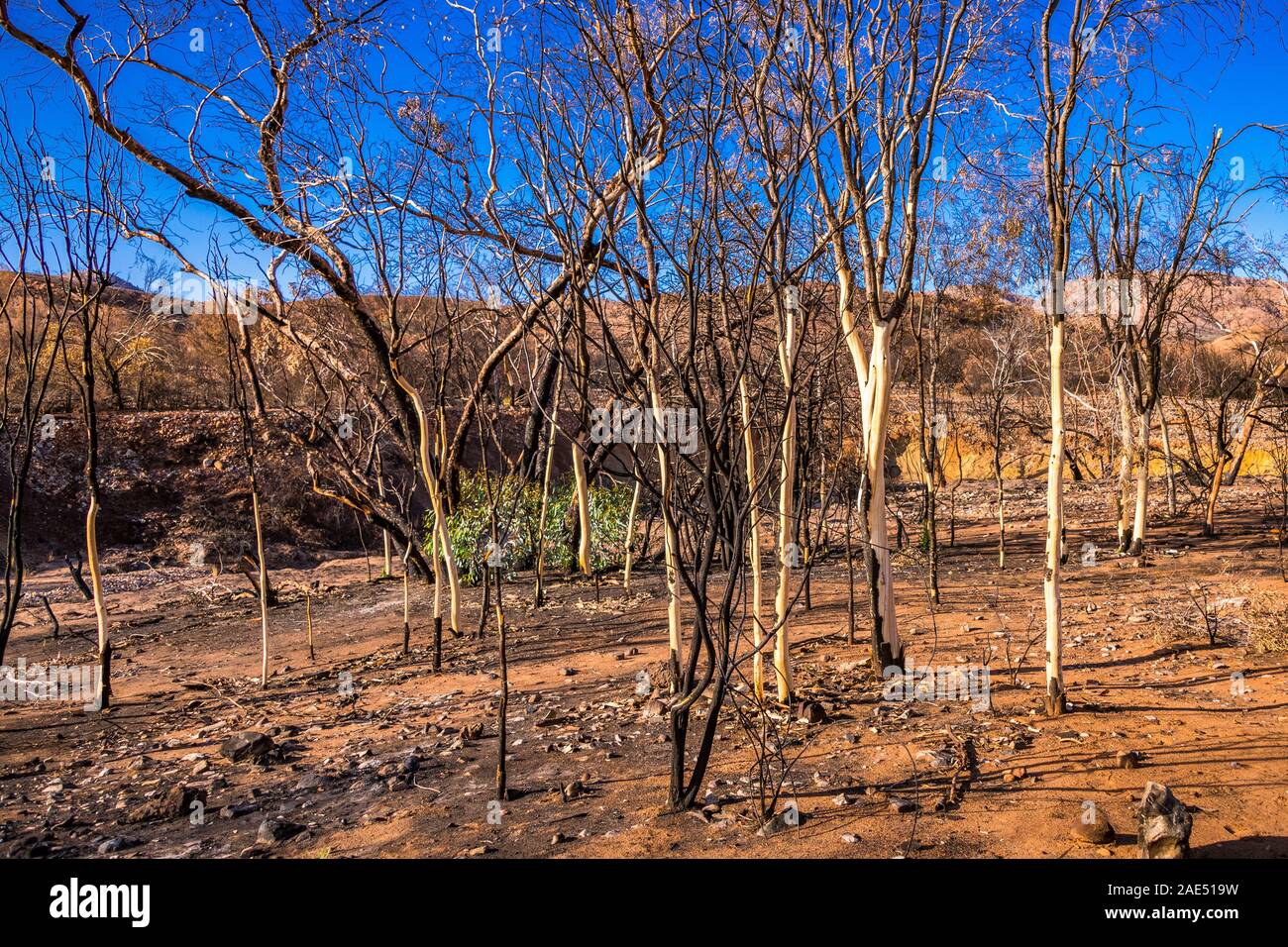 The after effects of the Jan 2019 bushfires in the West MacDonnell ...