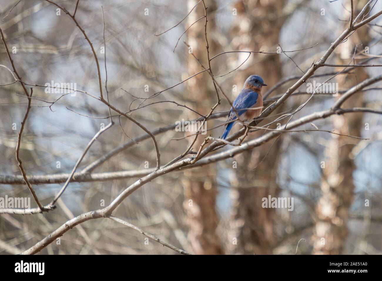 A vividly colored Eastern Bluebird stands our among the dull barren ...