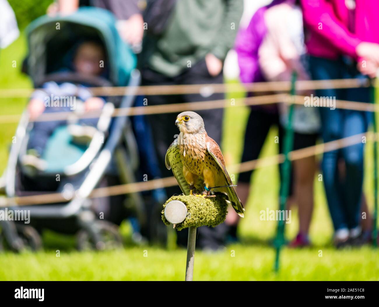 European kestrel on perch, Falco tinnunculus, at Strathblane Falconry ...