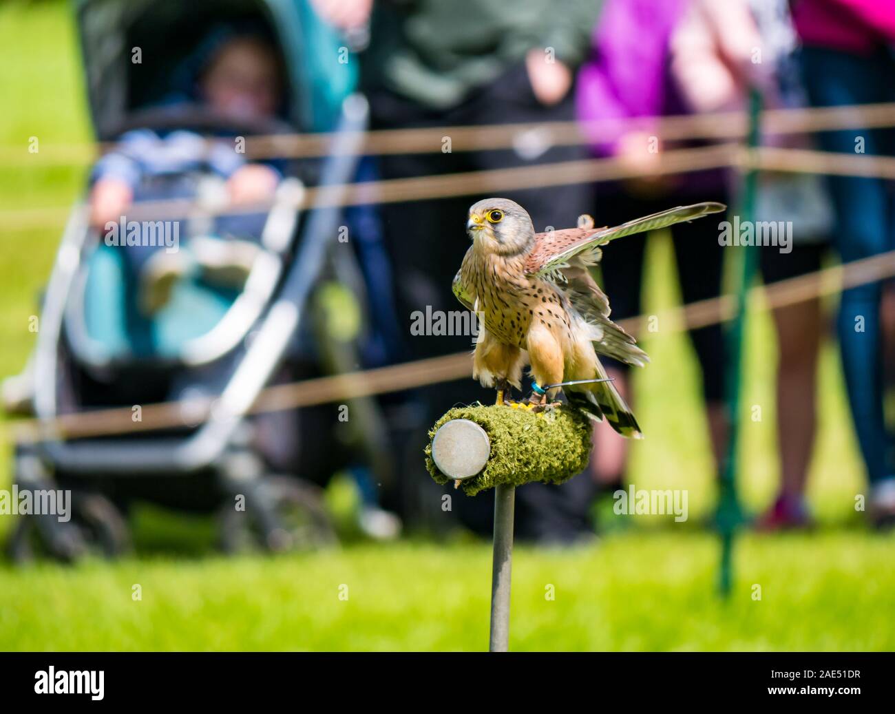 Falconry uk hi-res stock photography and images - Alamy
