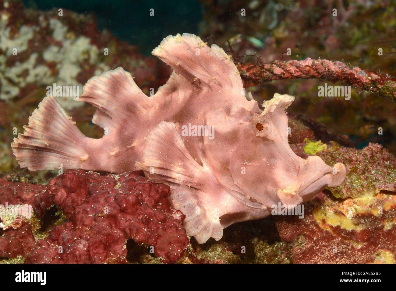 Rhinopia scorpionfish, Rhinopias eschmeyeri, Padang Bai, Bali ...