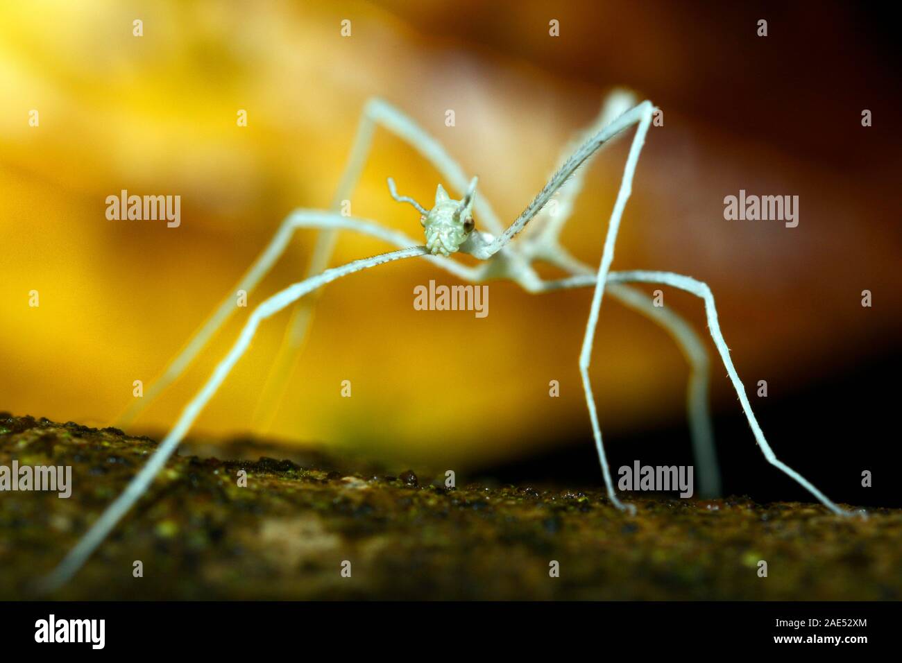 Stick insect, order: phasmotodea, Volcan Poas, Costa Rica Stock Photo ...