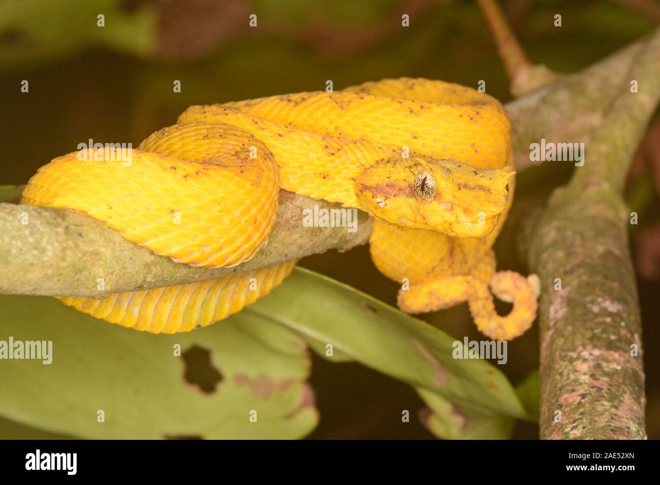 Caudal luring hi-res stock photography and images - Alamy