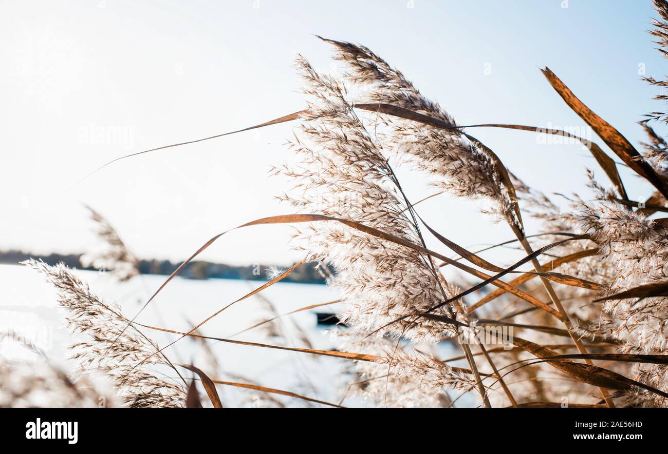 Beautiful reeds in blowing wind hi-res stock photography and images - Alamy
