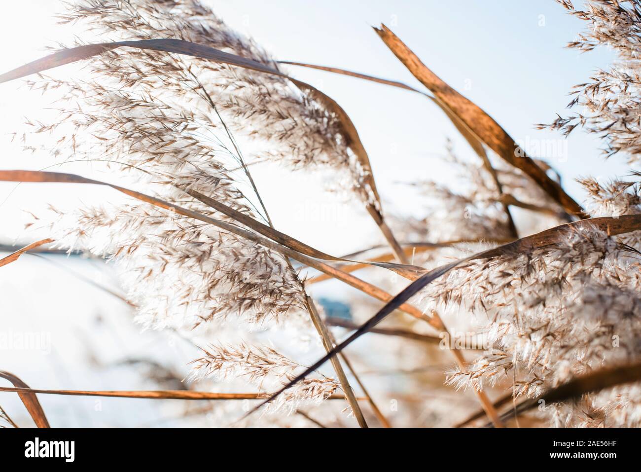 Beautiful blooming reeds grass flower hi-res stock photography and ...