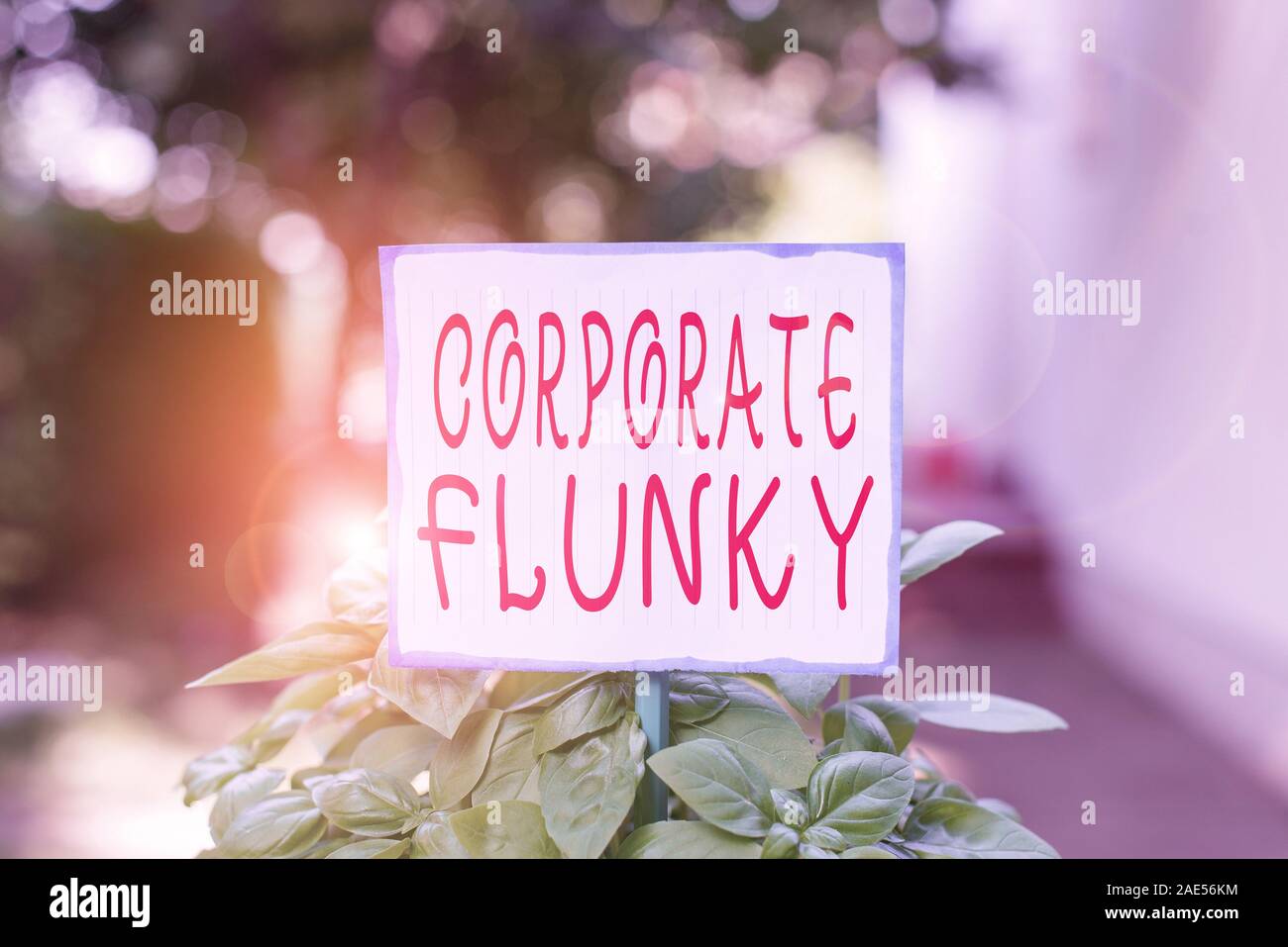 Writing note showing Corporate Flunky. Business concept for someone who ...