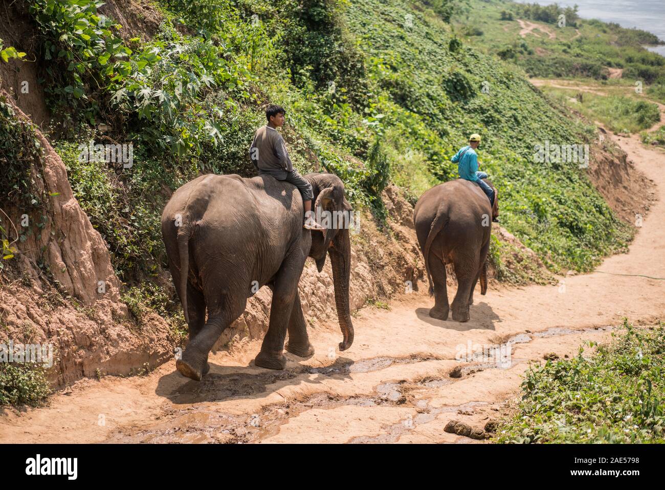 Bath with elephants, Luang Prabang Elephants Camp, Luang Prabang, Laos ...