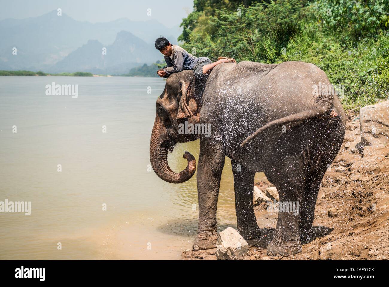 Bath with elephants, Luang Prabang Elephants Camp, Luang Prabang, Laos ...