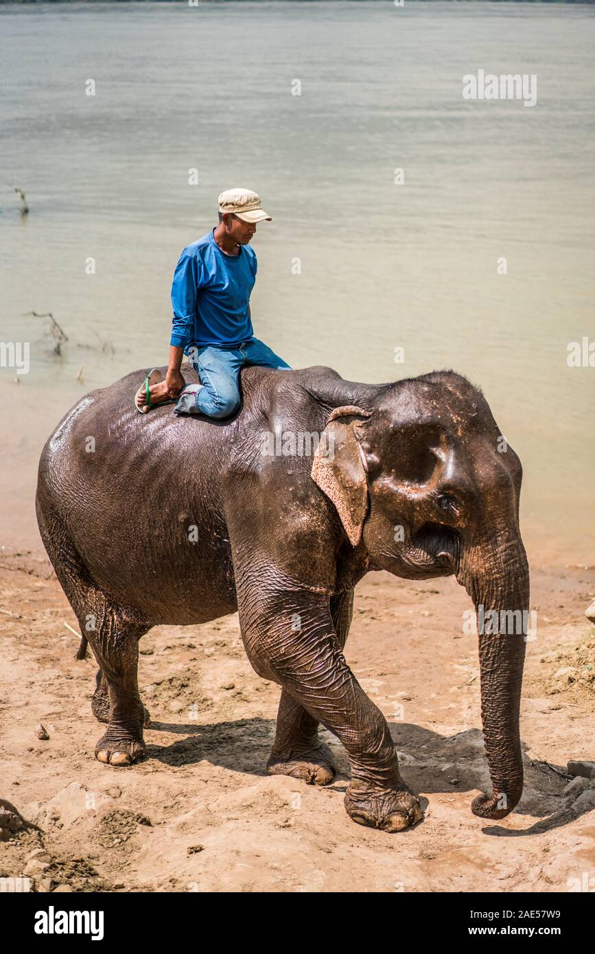 Bath with elephants, Luang Prabang Elephants Camp, Luang Prabang, Laos ...