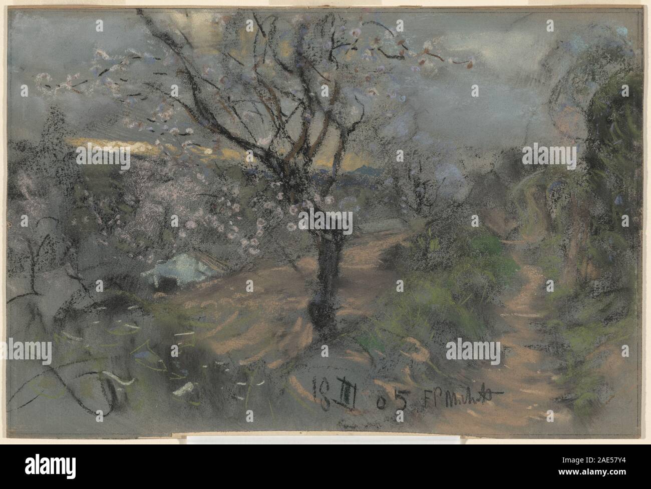 A Hillside Path with Blooming Cherry Trees under an Overcast Sky ...