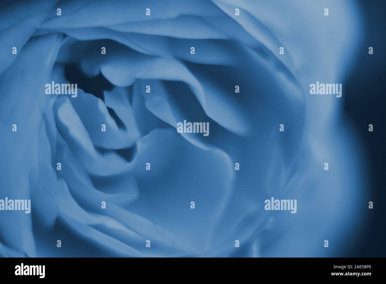 Classic blue 2020 color rose macro flower against black background ...