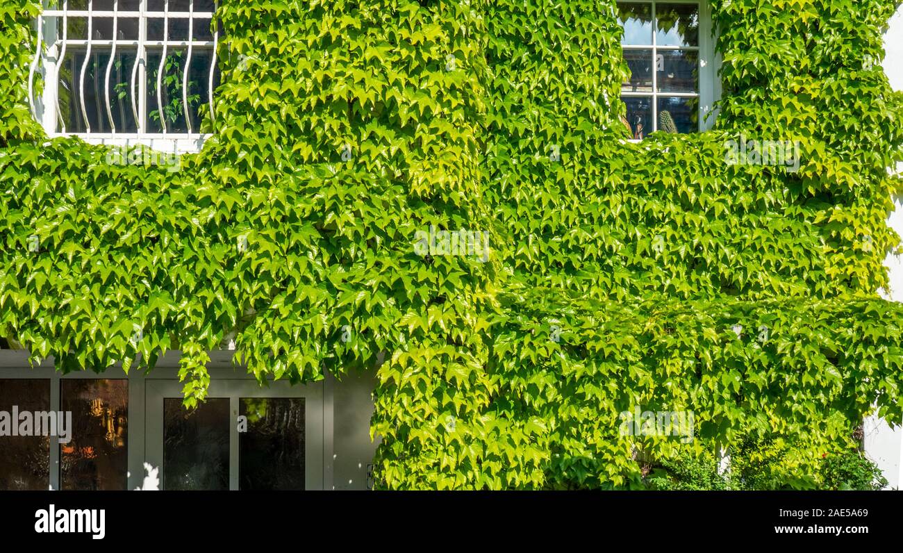 Creeper growing hi-res stock photography and images - Alamy