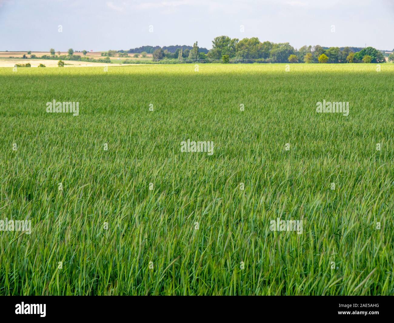 German wheat field hi-res stock photography and images - Alamy