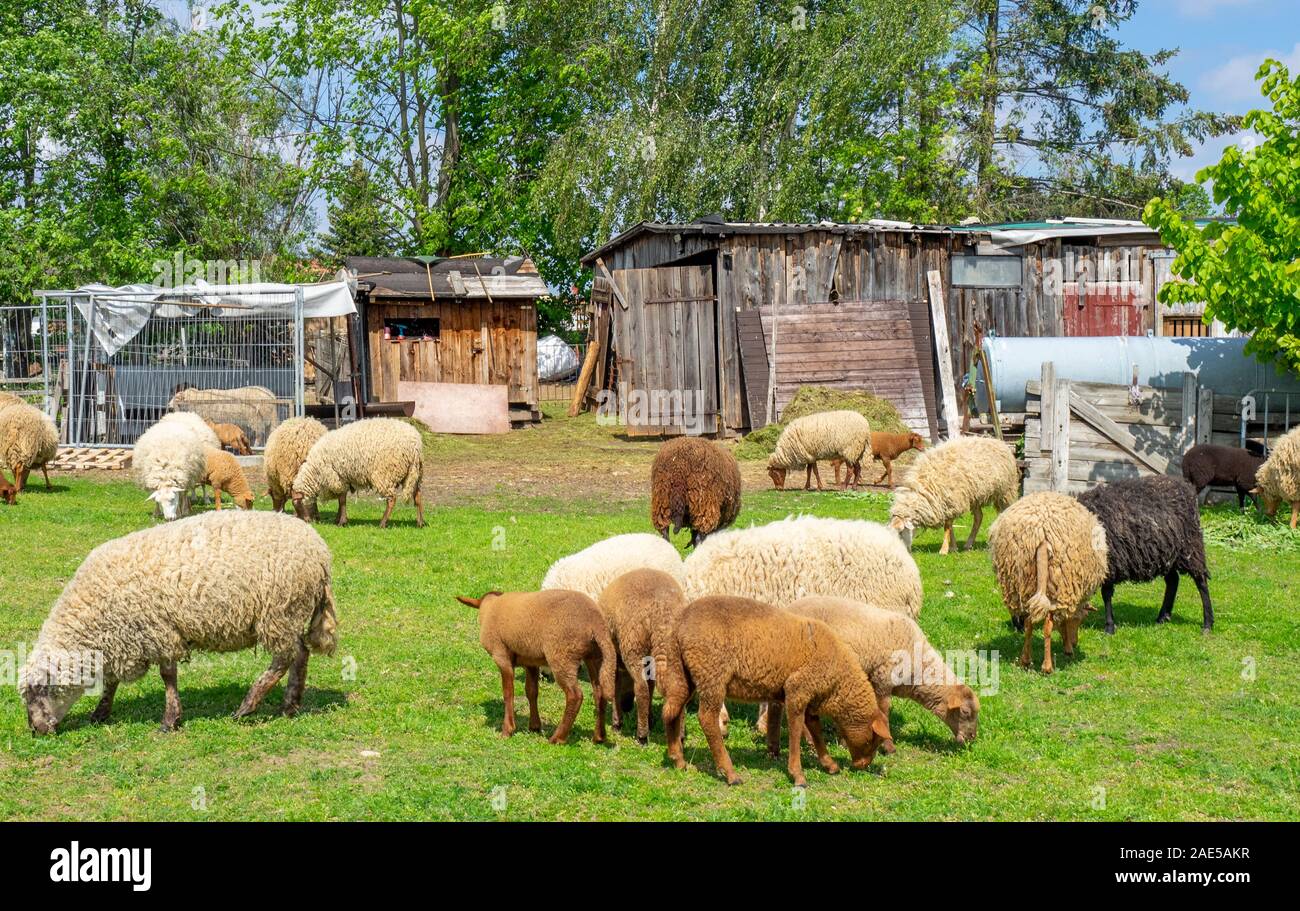Woolly sheep in a farm paddock Saxony Germany Stock Photo - Alamy