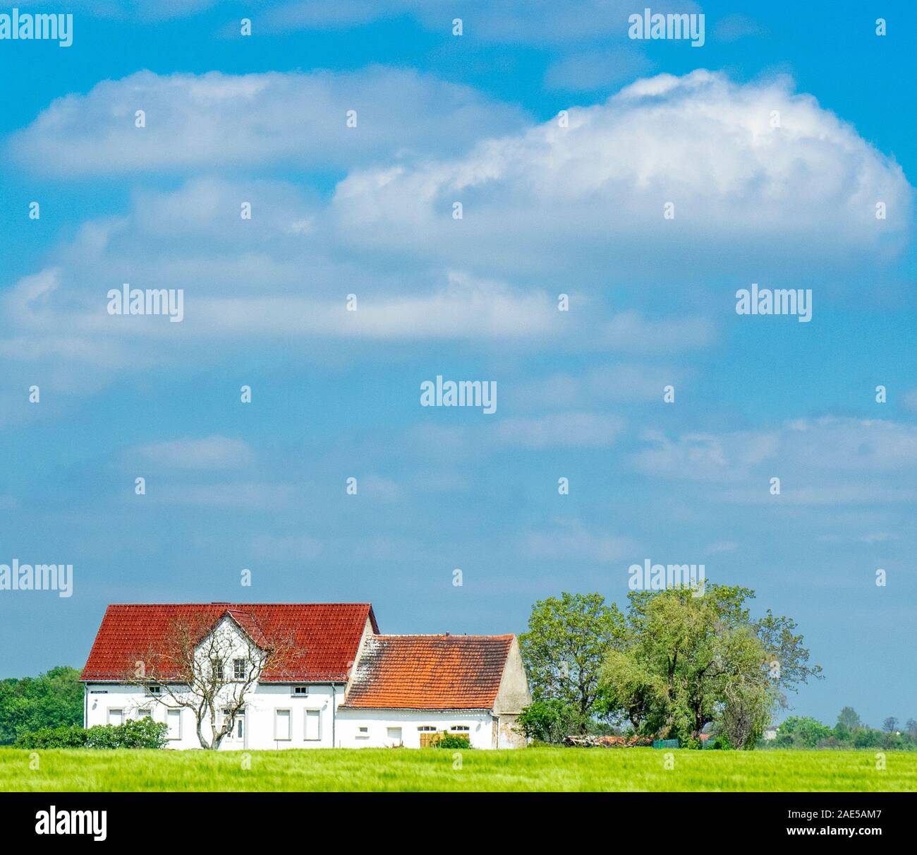 Countryside farmhouse and a field of wheat growing on a farm in Saxony ...