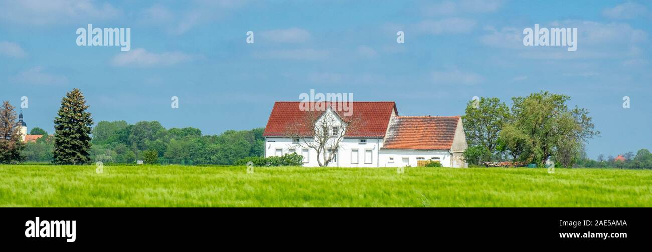 Countryside farmhouse and a field of wheat growing on a farm in Saxony ...