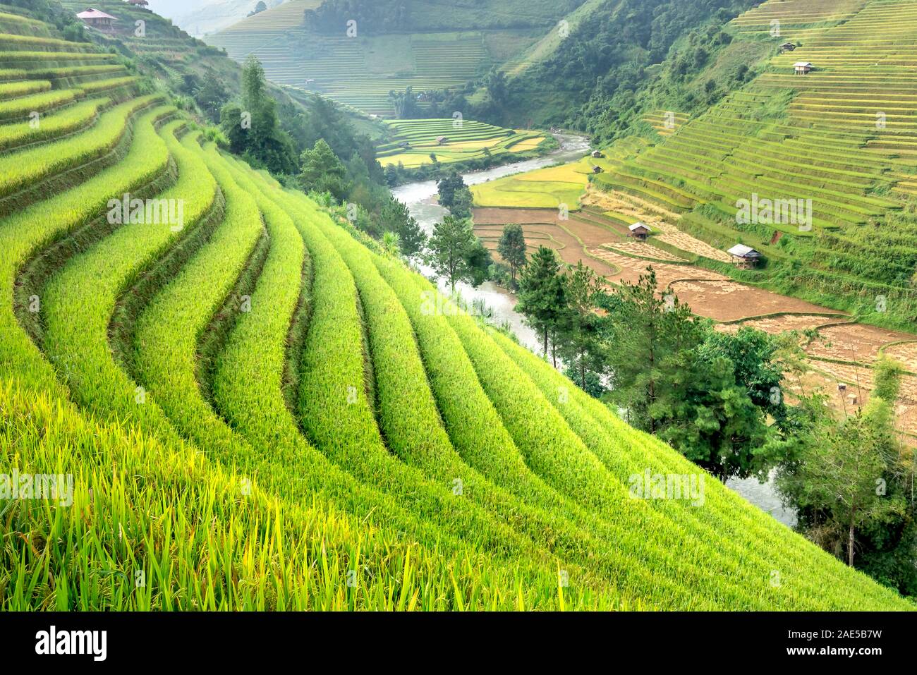 Beautiful terraced rice paddy field and mountain landscape in Mu Cang ...