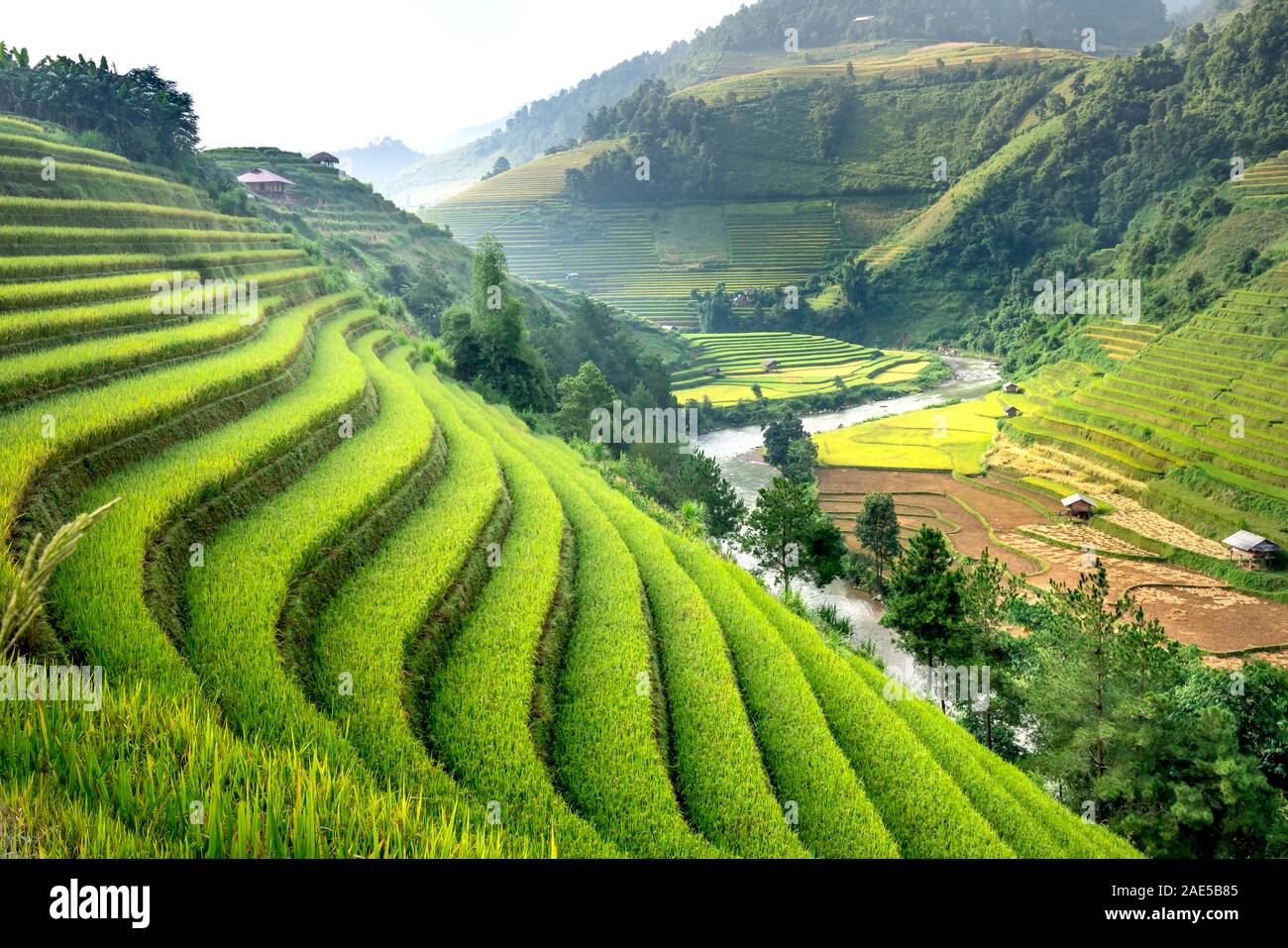 Rice Paddy Terraces