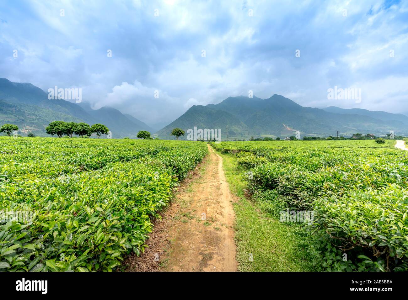 Vietnam tea northwest hi-res stock photography and images - Alamy