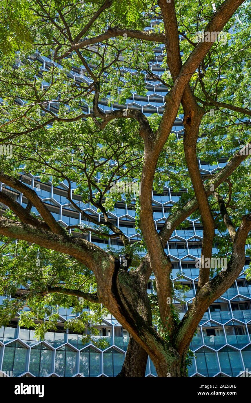 Hexagonal pattern in nature hi-res stock photography and images - Alamy