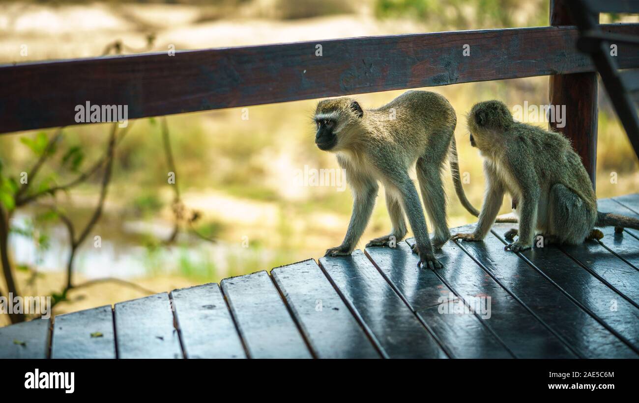 wild vervet monkey in kruger national park in mpumalanga in south ...