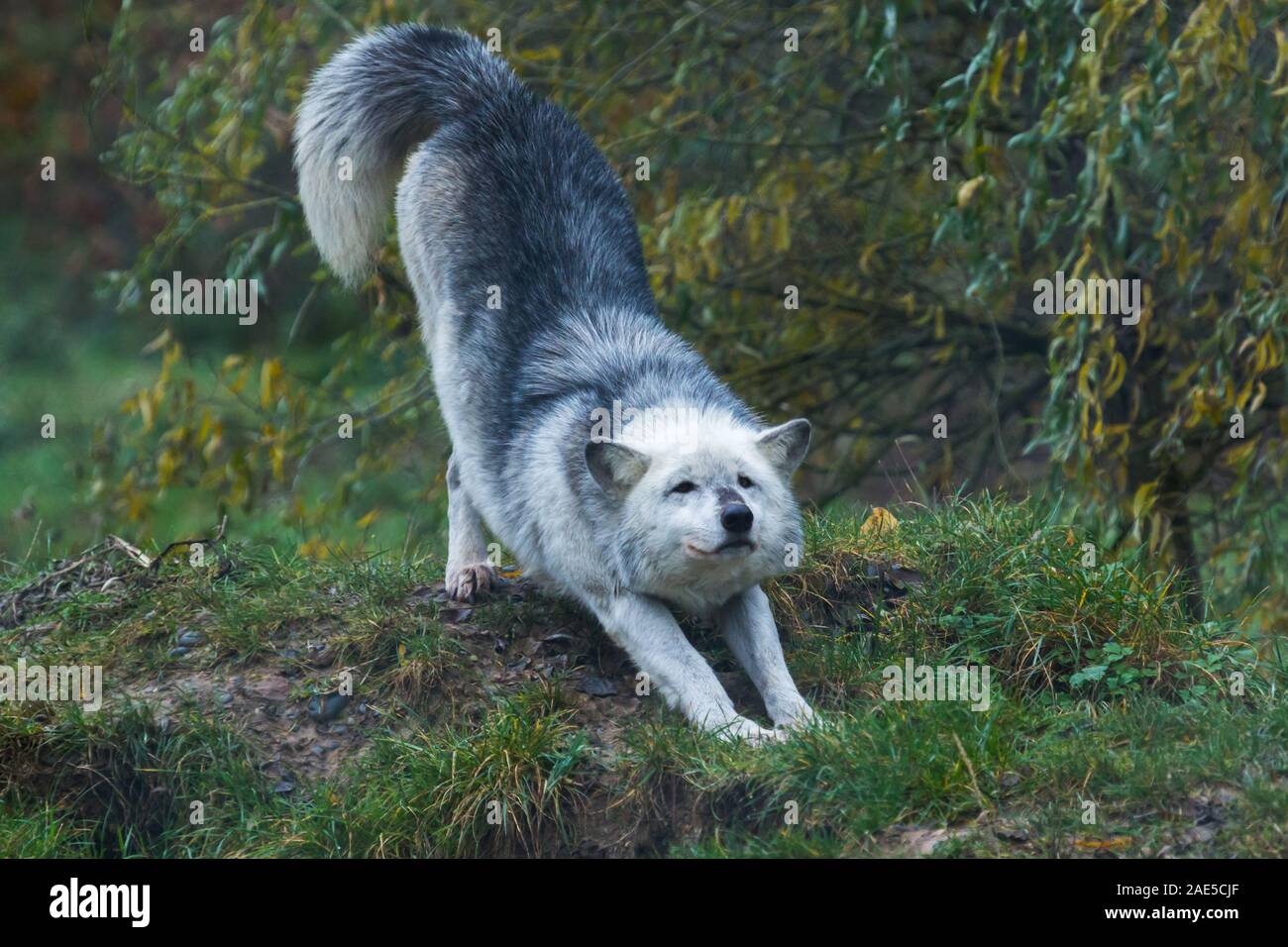 Northwestern Wolf High Resolution Stock Photography and Images - Alamy